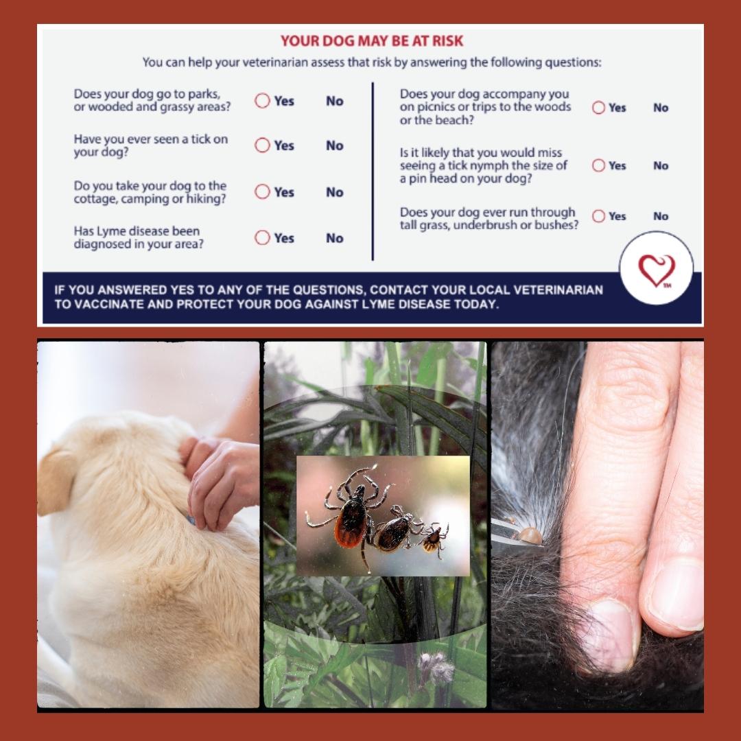 March Tick Prevention - Englehart Animal Hospital | Englehart, ON